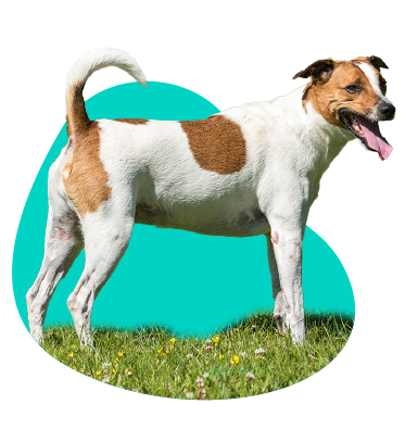 Duńsko-szwedzki pies wiejski — wszystkie informacje i opis rasy